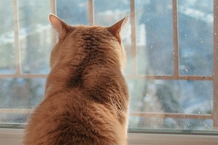 How do I read the air quality indications on my Blue Pure 211i Max ...